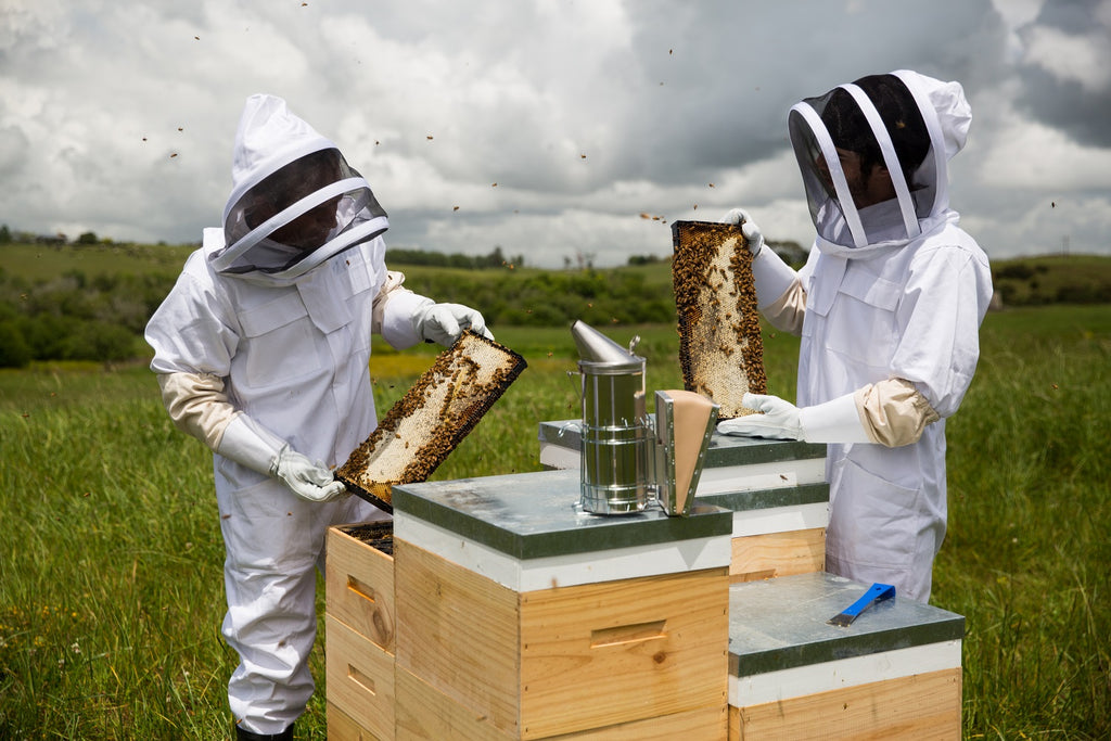 Manuka Honey & Bee Welfare: Caring for our Hives - Manuka Doctor